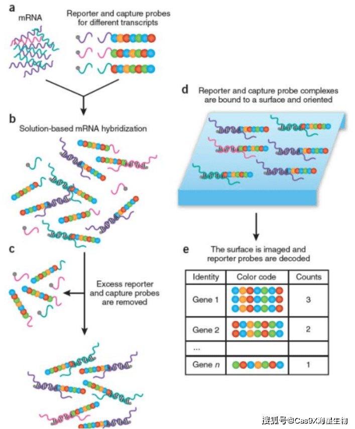 融合基因(Fusion)主要检测方法_探针_技术_标记