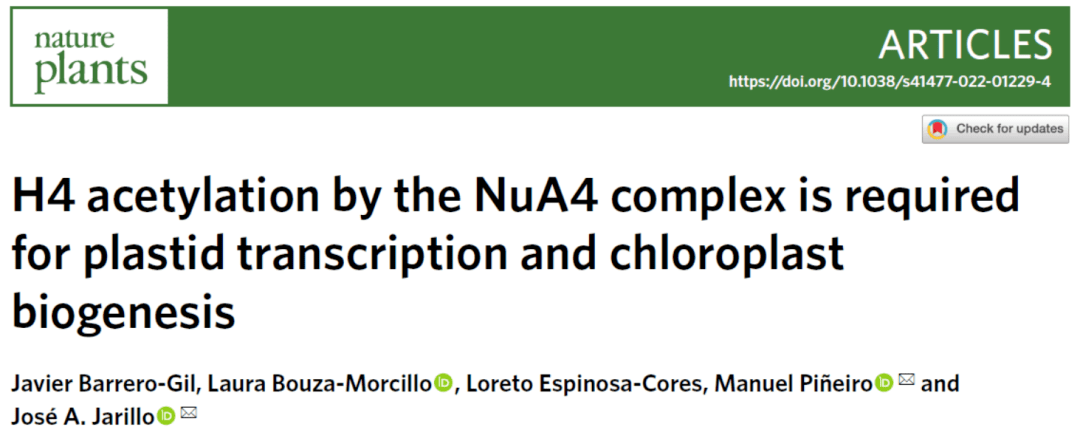 Nature Plants｜西班牙马德里理工大学揭示NuA4复合物调控叶绿体生物发生的分子机制_基因_研究_叶绿体