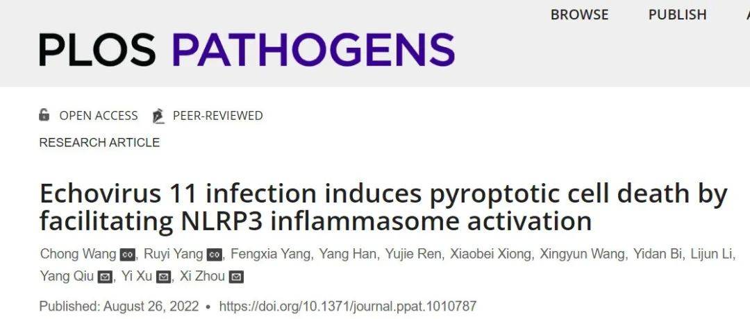 PLoS Pathog|周溪研究组在埃可病毒感染-诱导细胞焦亡机制研究方面取得新进展_徐翼_小体_病毒科