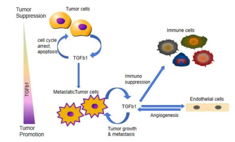 干细胞培养关键因子——TGF-β_调节_蛋白_癌症