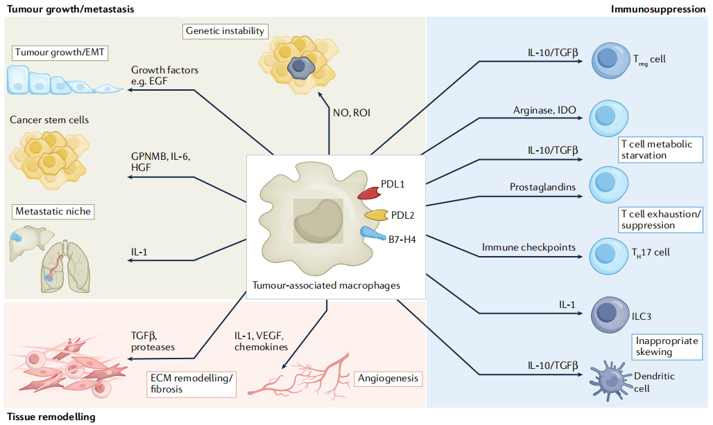 肿瘤微环境|巨噬细胞和髓系免疫检查点_治疗_相互作用_癌症