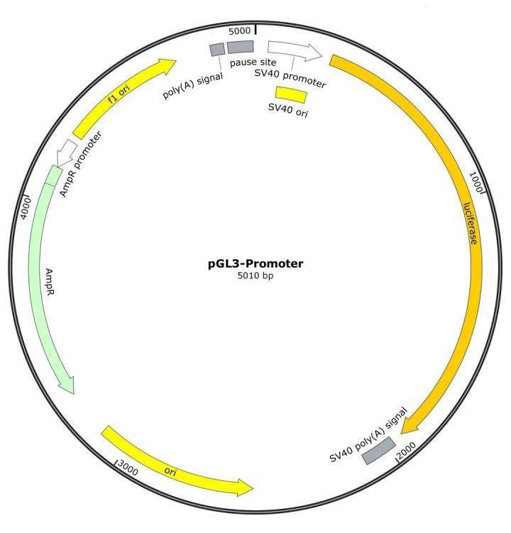 双荧光素酶报告基因实验技术详解_检测_载体_萤火虫
