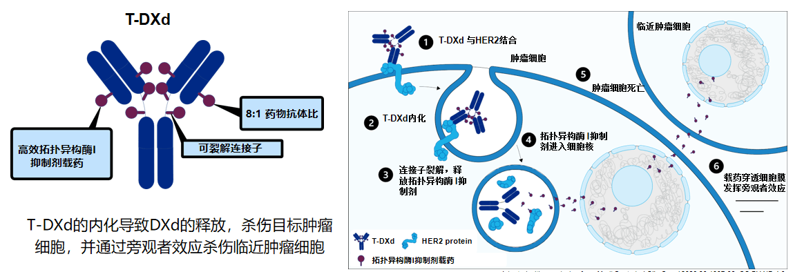 香港迈极康 | Enhertu（DS-8201）针对HER2的新一代抗体药物偶联物（ADC）_治疗_患者_试验