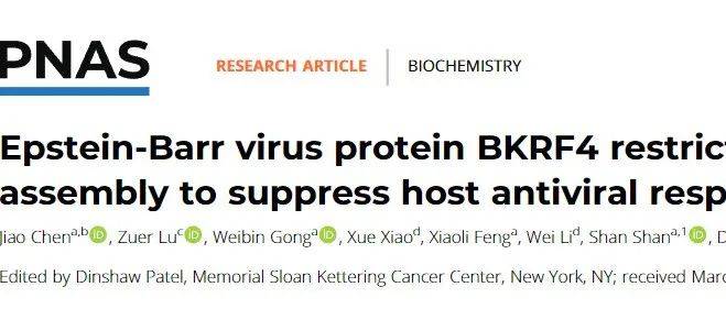 PNAS|周政组与徐冬一组揭示EB病毒抑制宿主DNA损伤应答的新机制_研究_小体_细胞
