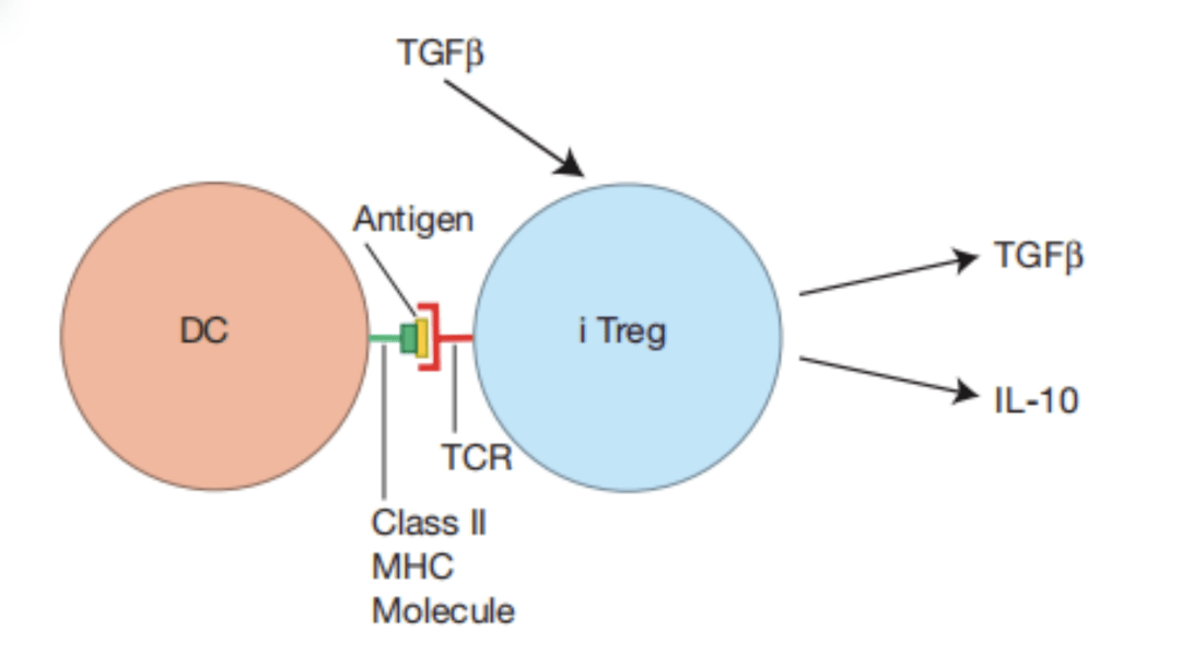 人人学懂免疫学第二十九期：iTreg的来源和简单作用机制_细胞_机体_and