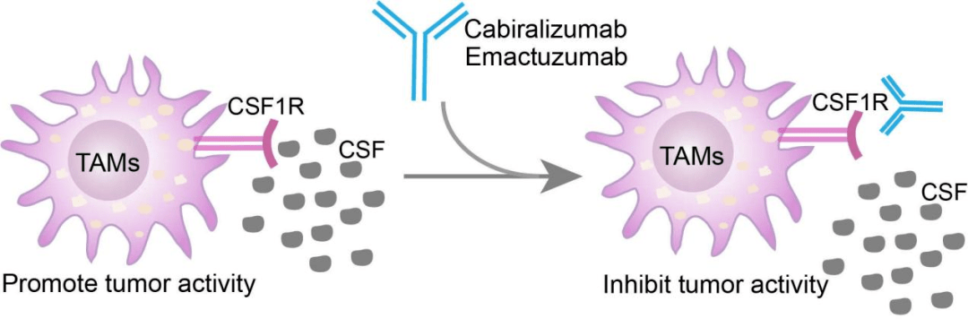 直追PD-1，癌症免疫新靶点CSF-1R药物研究进展综述_临床_治疗_受体
