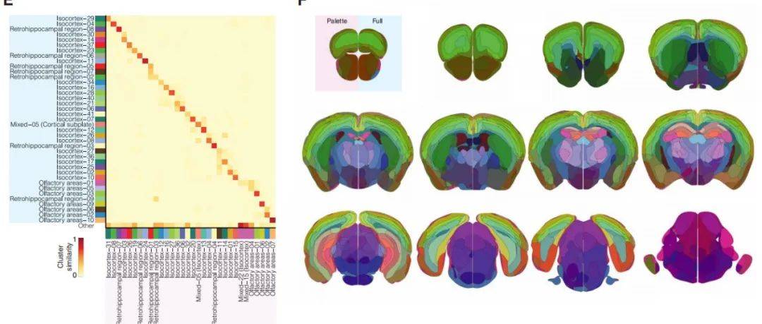 早期经典空间转录组文章解析——小鼠大脑分子图谱绘制spot区域组织