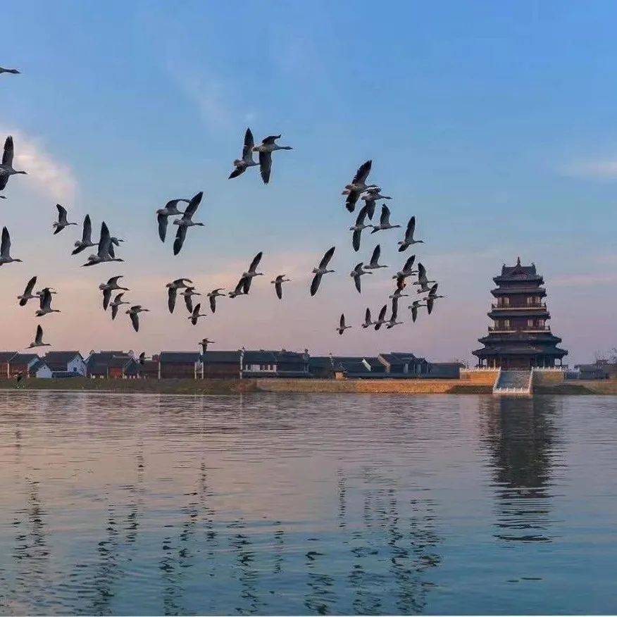 【国庆自驾】2022.10.1 “只有爱”风情盐城自驾3日游_东台_花海_景区