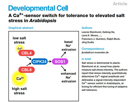DEV CELL |提高拟南芥盐胁迫耐受性的Ca2+传感器_salt_信号_植物