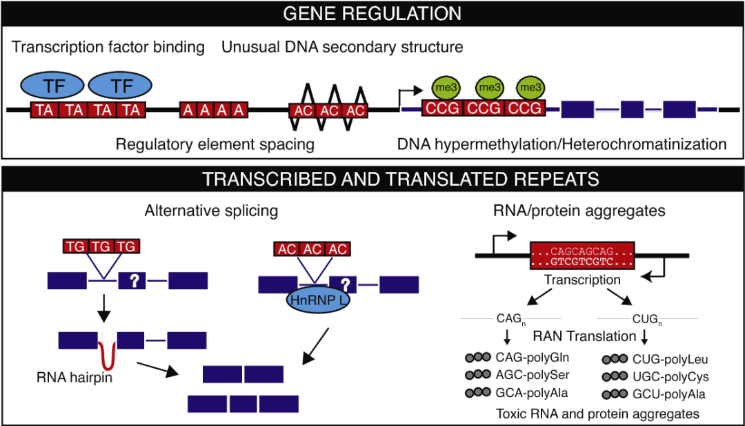 dMMR 和 MSI 检测不一致怎么办？_蛋白_进行_基因
