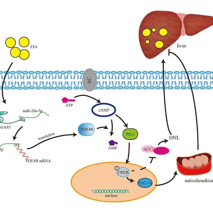 金医科研∣我院消化内科团队揭示了长链非编码RNA GAS5对非酒精性脂肪肝病中脂质代谢的调节作用及其机制_水平_功能_miR-
