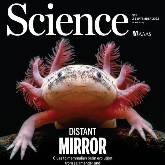 211硕士，一作发Science！_科学研究院_再生_损伤