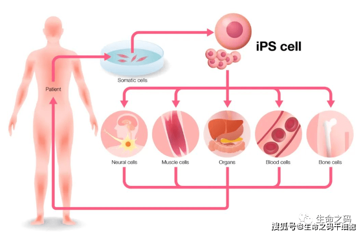 我国iPSC来源NK细胞药物紧跟前沿，iPSC获近10亿资本加持，潜能无限-生命之码_iPSCs_诱导_研究
