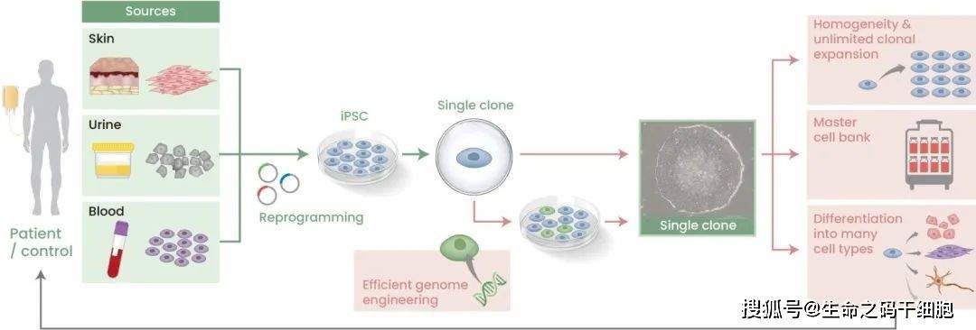 我国iPSC来源NK细胞药物紧跟前沿，iPSC获近10亿资本加持，潜能无限-生命之码_iPSCs_诱导_研究