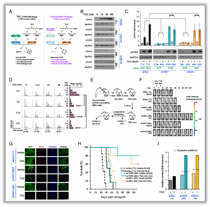【精选编译】GABPB1L丢失显著增加TERTp突变型GBM的化疗效果_TERTpMut_研究_细胞