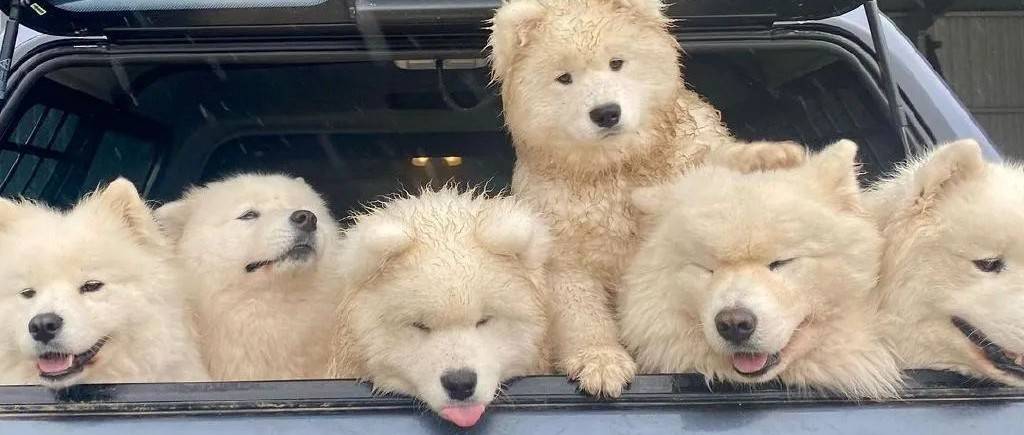 给大家看一下黄色的萨摩耶..._服务_宠物_福田