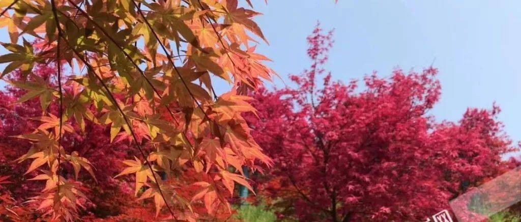 How gorgeous the multicolored maple trees are!_and_in_photos