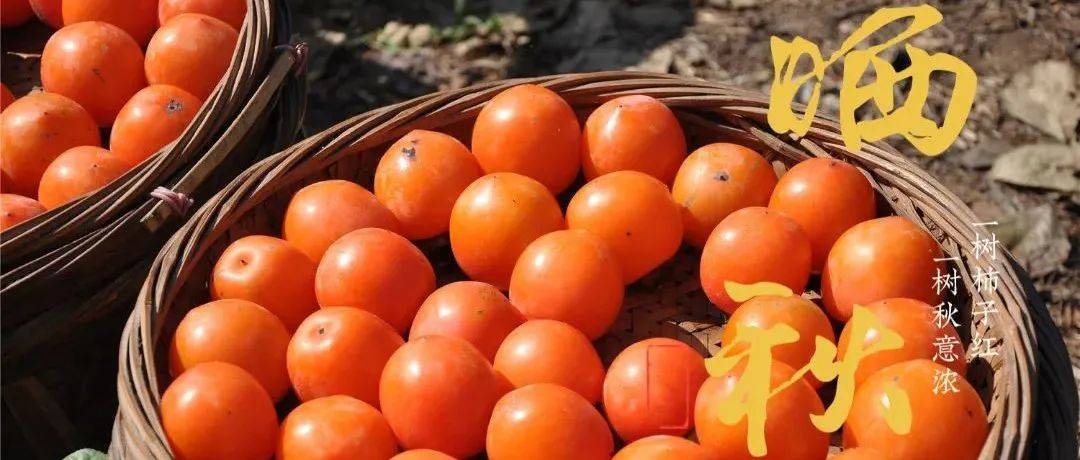 天台的秋天里有藏不住的喜气，愿你“柿柿”如意！_雷峰乡_柿子_青瓷