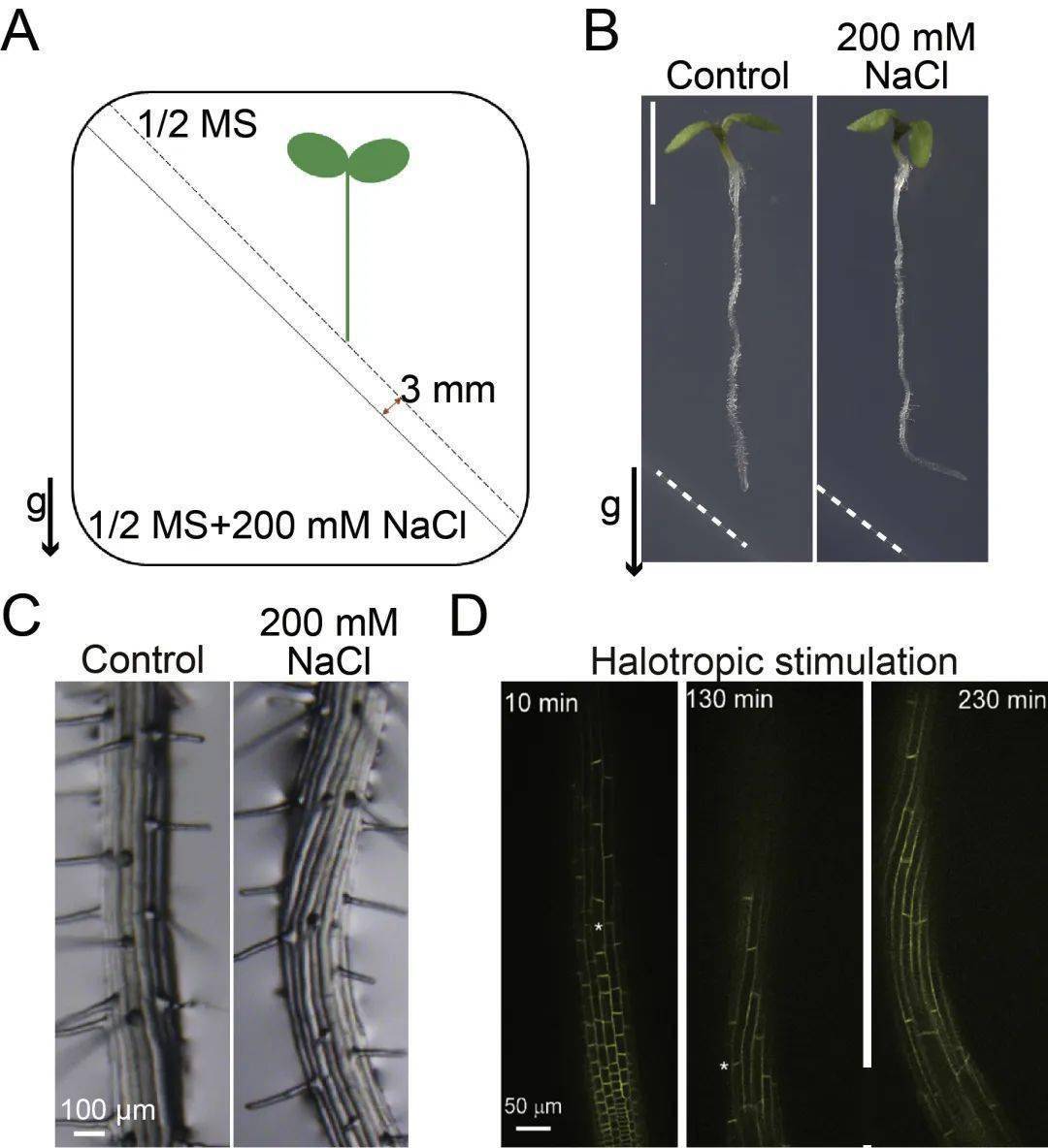 Developmental Cell | 赵杨研究组揭示植物根部避盐性分子机制_细胞学_土壤_蛋白