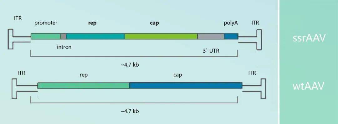 基因治疗产品复制型腺相关病毒（rcAAV）的风险控制_检测_基因组_方法