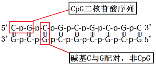 地西他滨和吉西他滨的区别，肿瘤医生必须分清！_遗传物质_遗传学_的作用