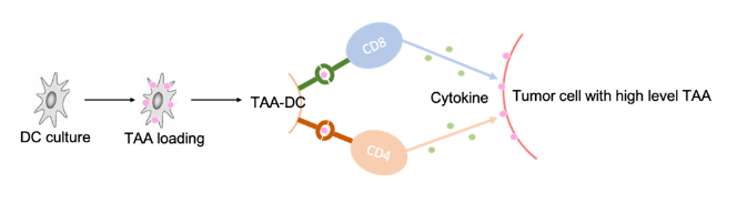 启辰生生物基于mRNA-TAA的DC细胞疗法IND获得受理_疫苗_抗原_治疗