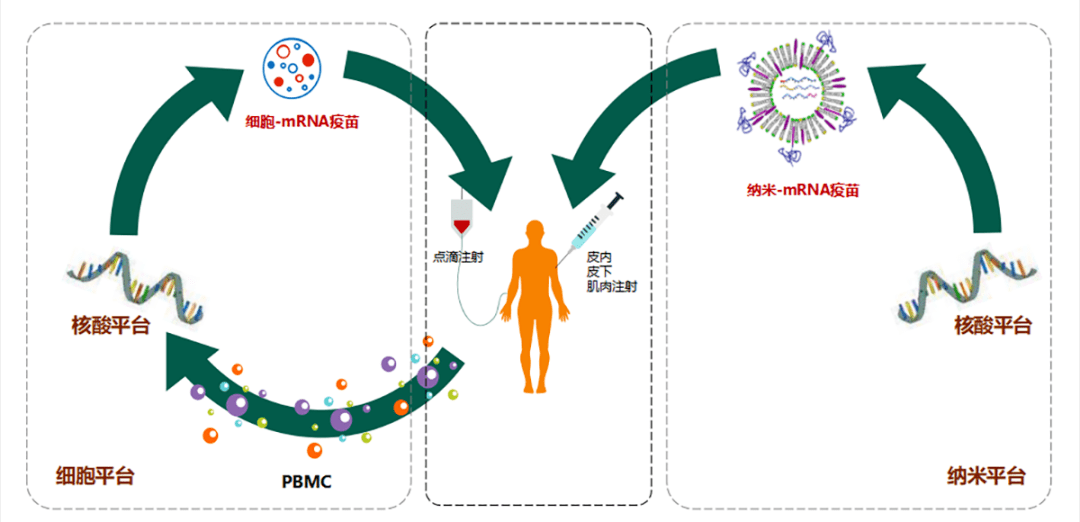 启辰生生物基于mRNA-TAA的DC细胞疗法IND获得受理_疫苗_抗原_治疗
