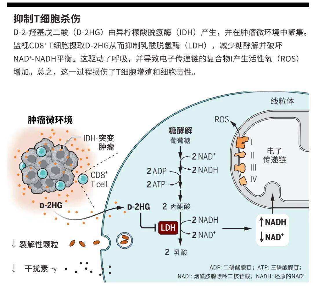 肿瘤逃避T细胞杀伤的秘密－致癌代谢物_研究_编程_免疫