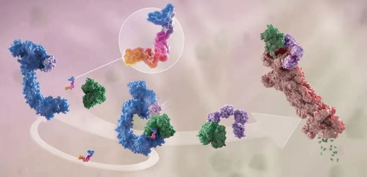 收藏 | 靶向膜蛋白！PROTAC及其他降解策略全方位综述_研究_药物_的作用