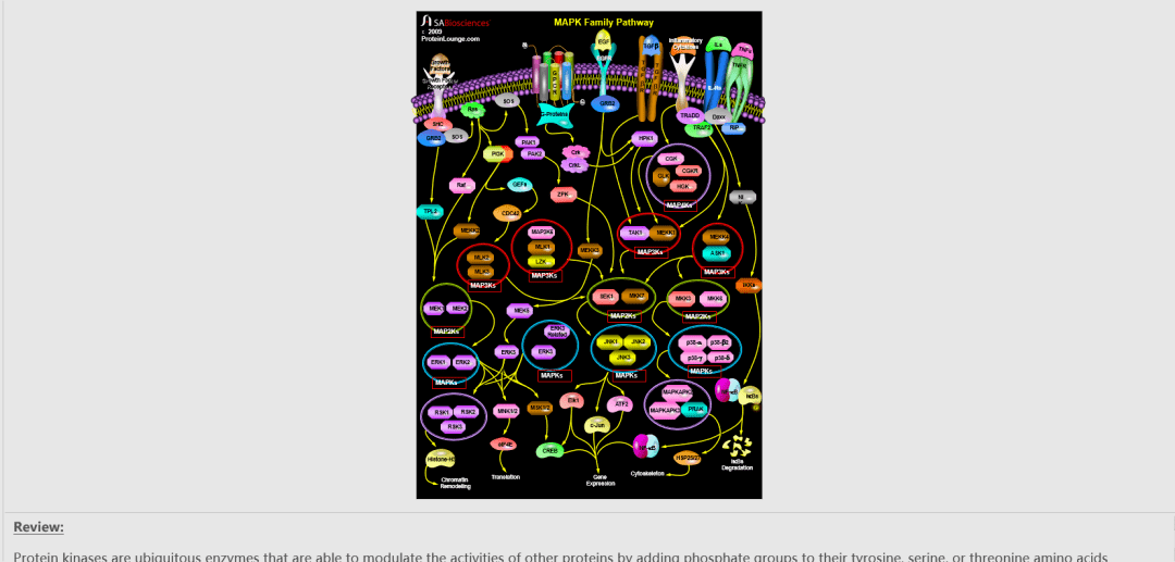 一分钟绘制信号通路图：Pathway Builder Tool画图神器及400+可编辑版经典信号通路图免费送给大家！_文献_植物_软件
