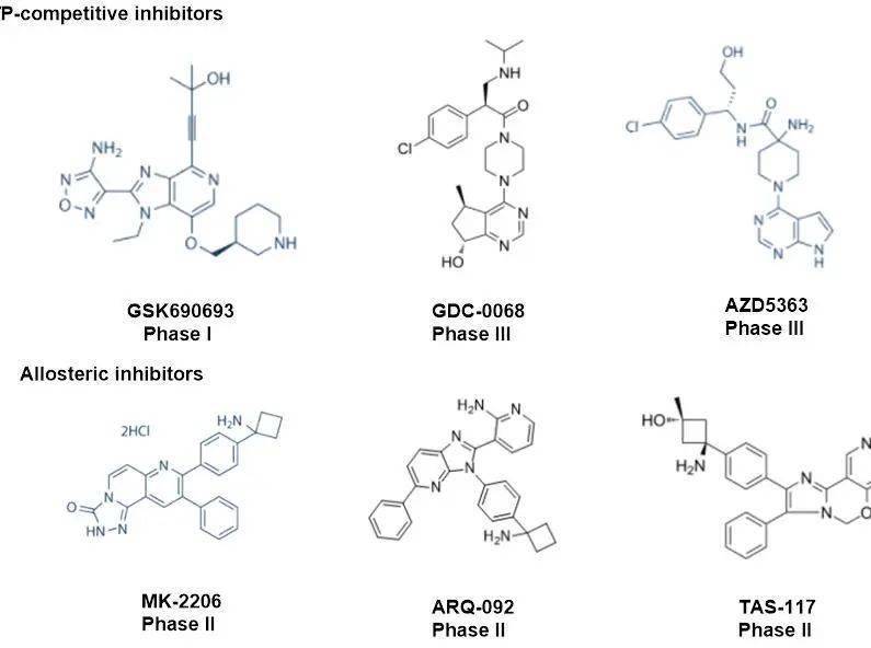 金坚团队：首个靶向AKT变构位点的PROTAC_开发_蛋白_细胞