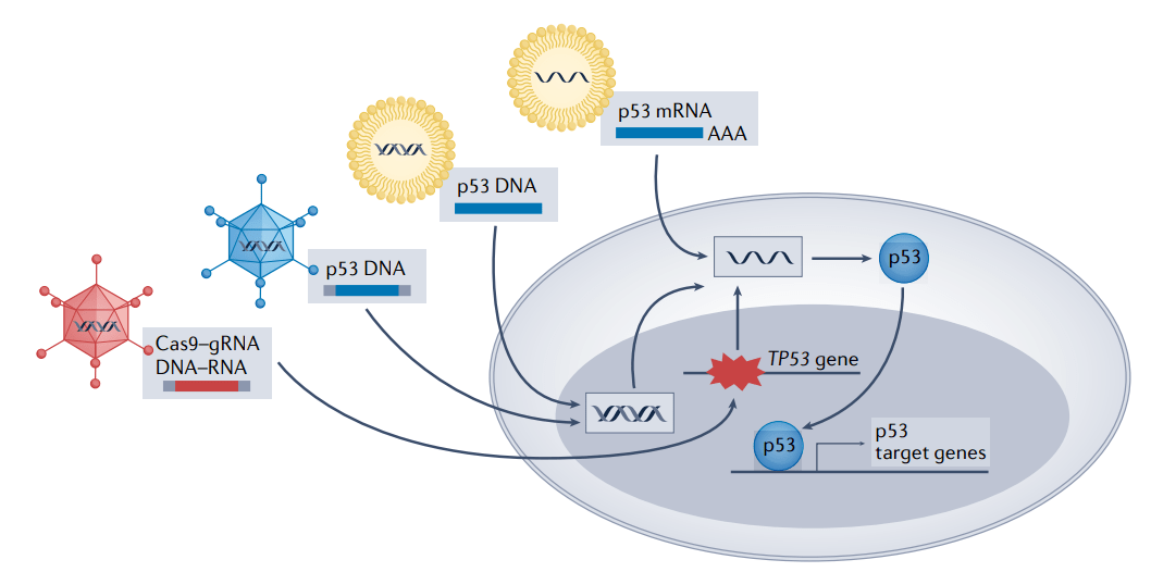 Nature系列综述：靶向p53的癌症治疗研究进展_肿瘤_药物_基因