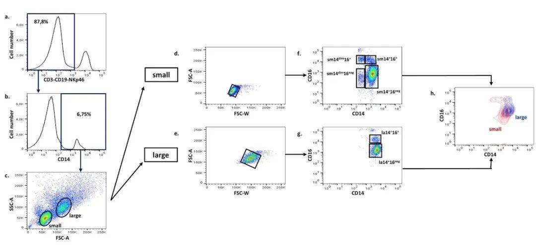 简单聊聊人单核细胞和树突状细胞的分类和功能_免疫_cMo_组织