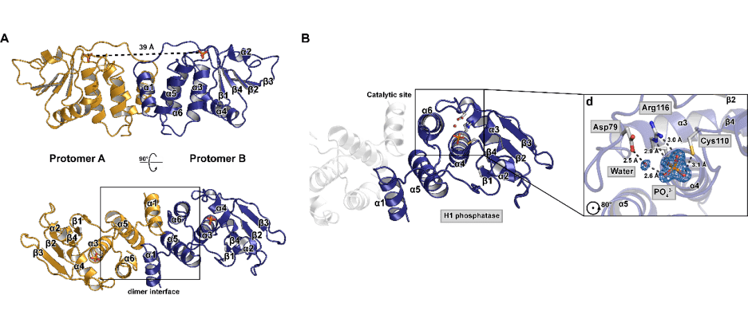 Protein Cell｜王炜/杨海涛/籍晓云团队解析猴痘病毒潜在药物靶点的三维空间结构_研究_蛋白_宿主