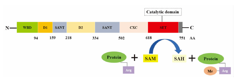 【阔然开朗】EZH2在脑膜瘤中的研究进展_调控_Zeste_家族
