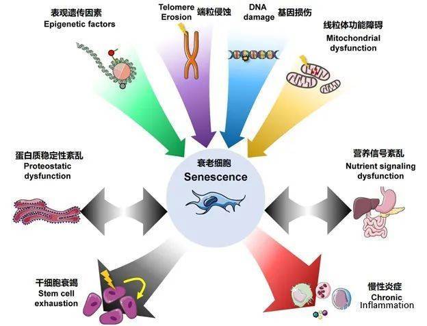 衰老一无是处?西班牙著名抗衰学者:衰老细胞还能强效抗癌死亡免疫信息