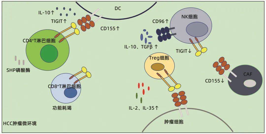 特别关注｜免疫检查点TIGIT/CD155对原发性肝癌免疫微环境的调控作用及应用_恶性肿瘤_细胞_治疗