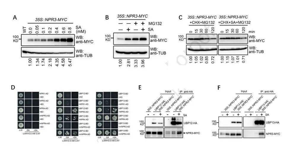 Mol Plant | UBP12/UBP13通过去泛素化负向调控植物免疫的分子机制_蛋白_稳定性_防御