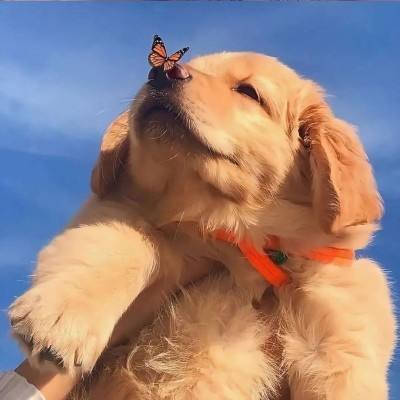 东风风神L8上市11.39万元起，纯电续航达185km——齐齐哈尔上市发布会_搜狐汽车_搜狐网