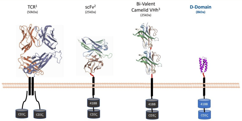 速递 | 100%总缓解率！BCMA靶向细胞疗法获吉利德青睐_Arcellx_患者_CART-ddBCMA
