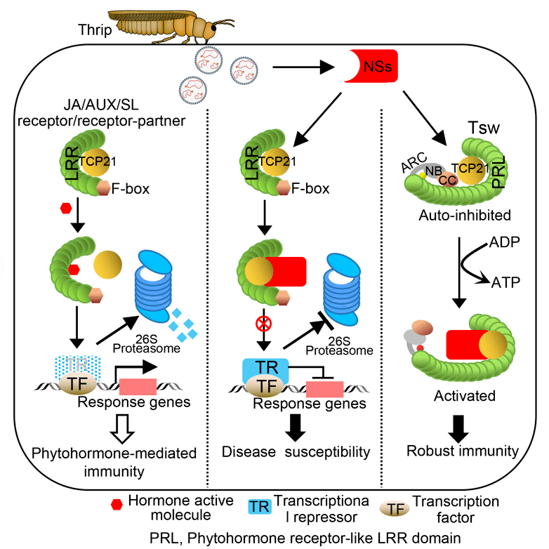 科技成果 | 植物与病毒“军备竞赛”新升级！南农大植物病毒学团队最新成果登上《自然》正刊_抗病_免疫_受体