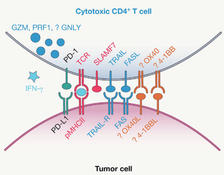 CD4+CTL分化发育的关键调控因子_细胞_T-bet_诱导