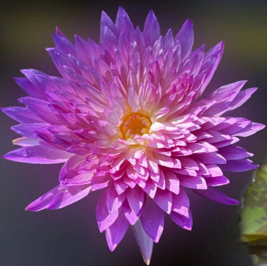 2022国际睡莲新品种大赛落幕 中国两品种获奖 | 动态_育种_参赛_进行