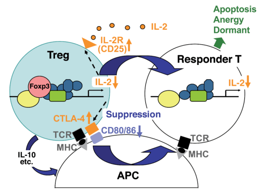 Treg的功能鉴定：构建Treg和Responder T共培养体系_细胞_增殖_机制