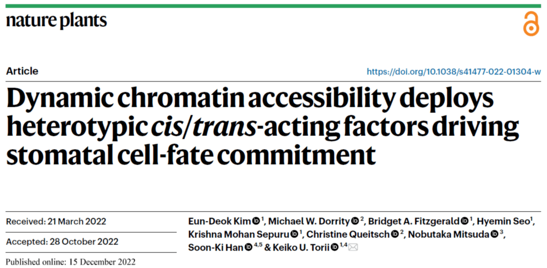 Nature Plants｜Keiko Torii团队及合作者揭示转录因子调控气孔细胞命运转变的分子机制_研究