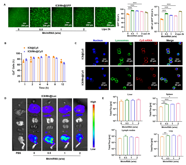 新型佐剂锰：不仅能增强mRNA疫苗的免疫原性，还能提高mRNA表达_研究_抗原_生物