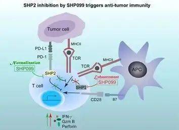 与KRAS和PD-1等联用，SHP2背水一战？_通路_信号_研究
