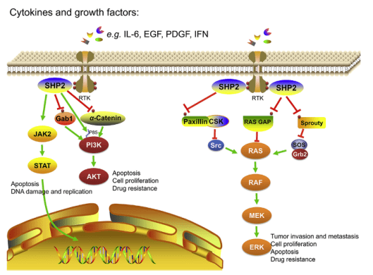 与KRAS和PD-1等联用，SHP2背水一战？_通路_信号_研究