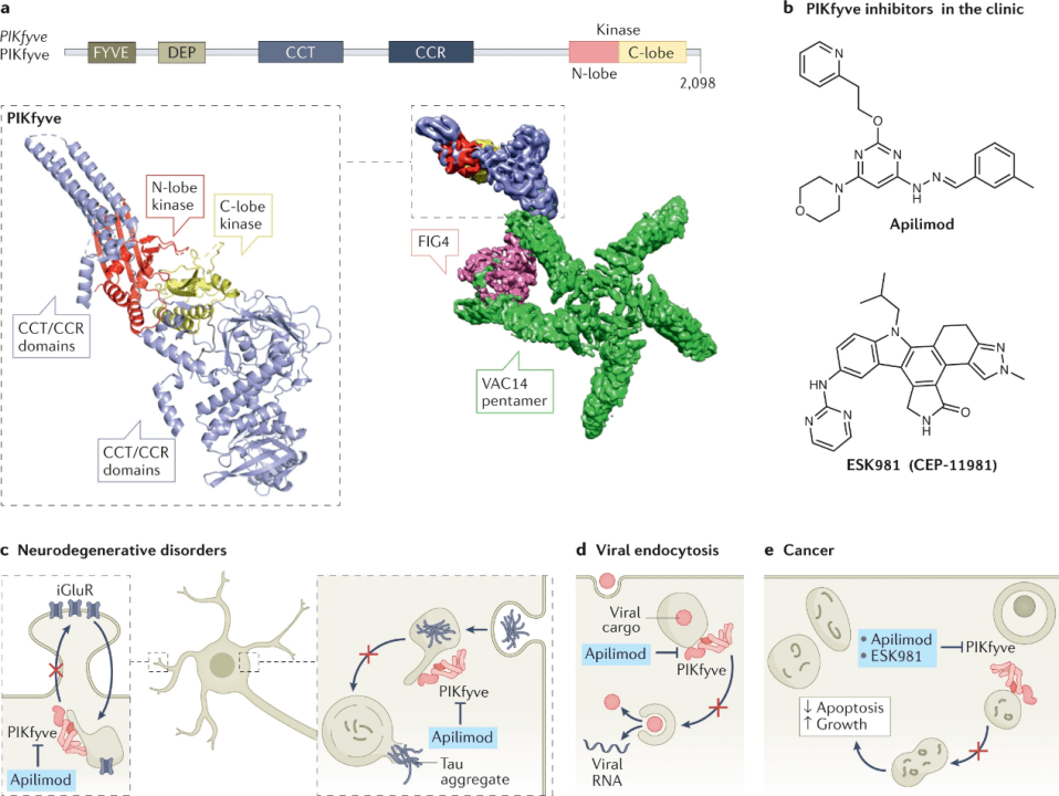 Nature Review | 抑制磷酸肌醇激酶，有望治愈所有疾病！_PIKfyve_癌症_临床