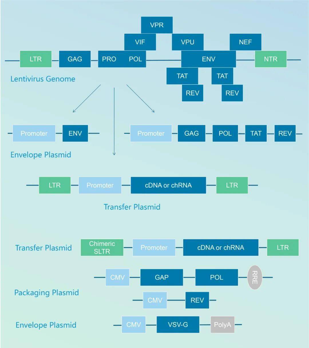 CAR-T细胞治疗产品质量控制检测研究之复制性病毒RCL/RCR_载体_基因_方法